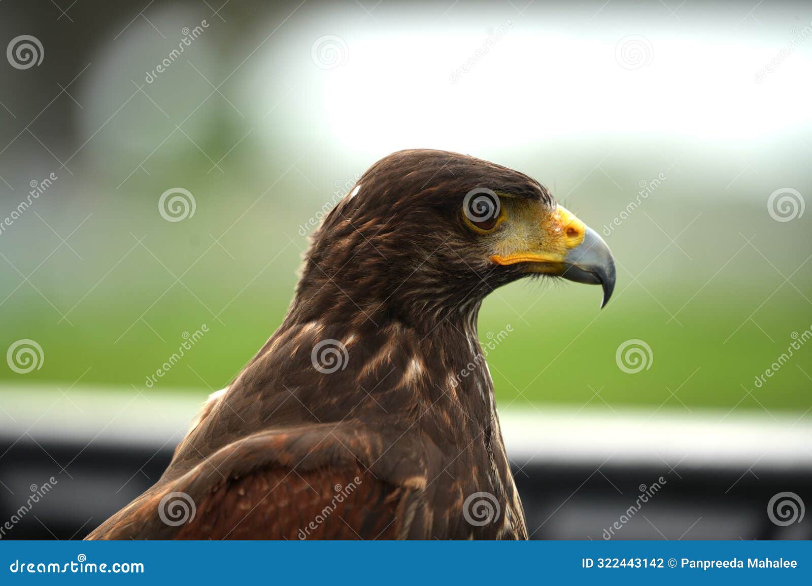 Harris Hawk Close Up, Close-up Photo of a Raptor Hawk for Background ...