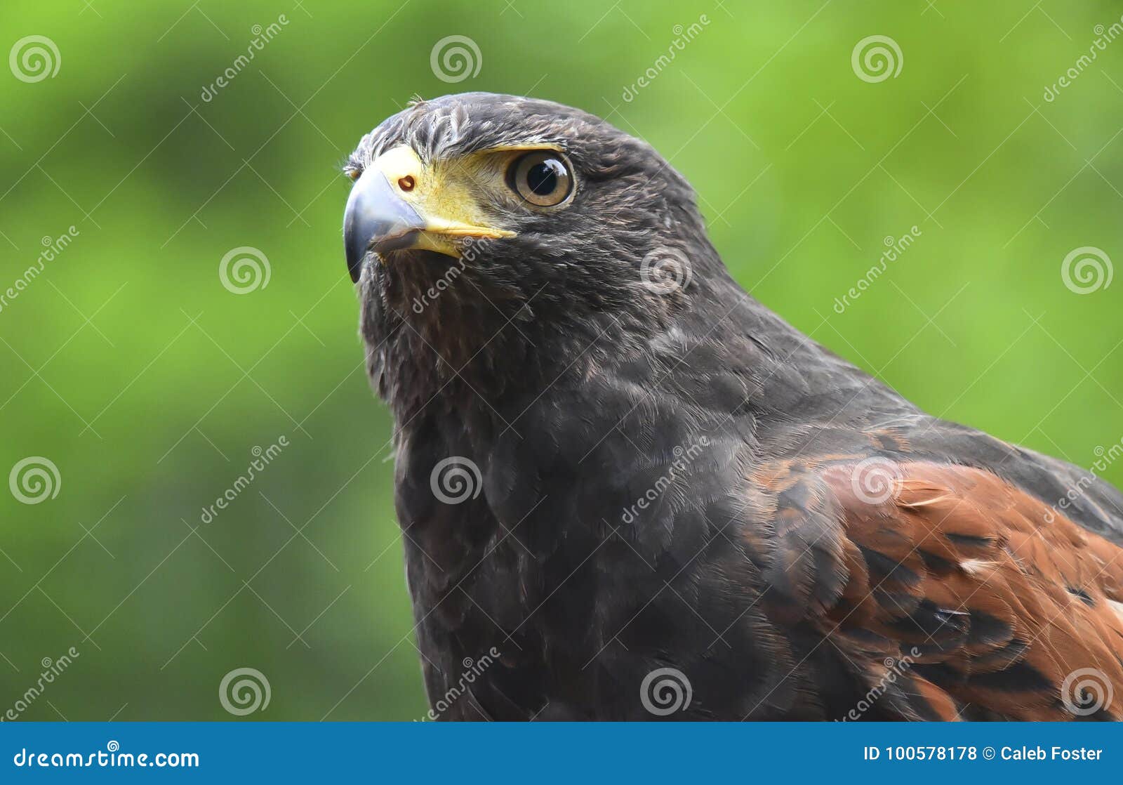 Harris Hawk, Close Up Portrait Stock Photo - Image of falcon, wildlife ...