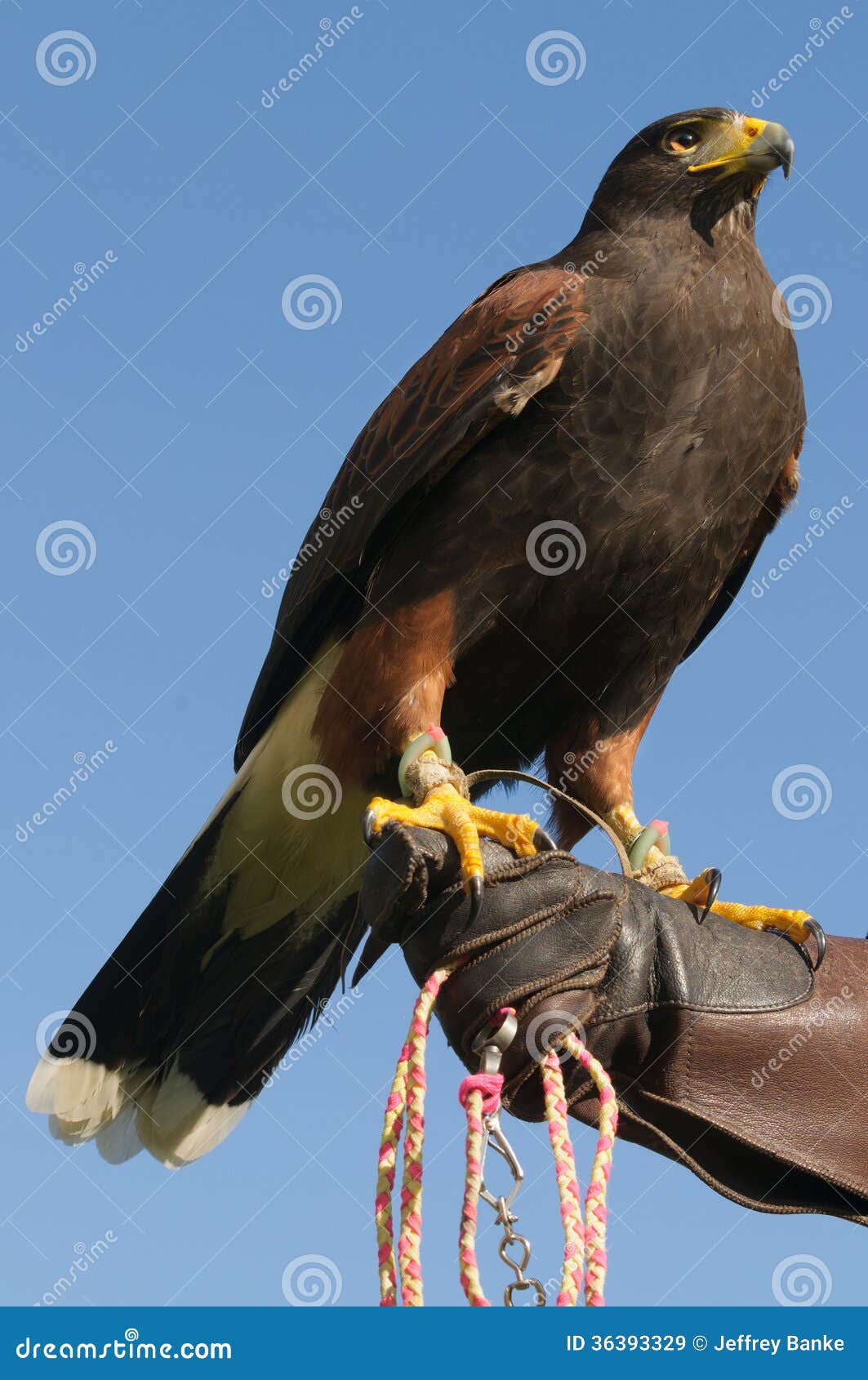 Harris Hawk stock image. Image of beautiful, closeup - 36393329