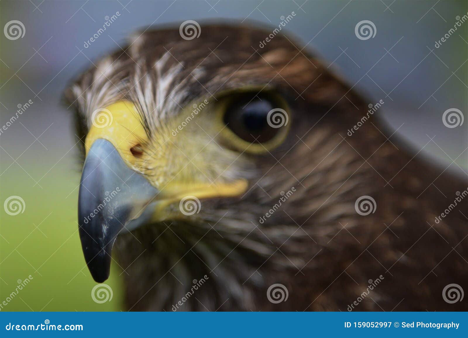 The Points of a Harris Hawk Stock Image - Image of colors, details ...
