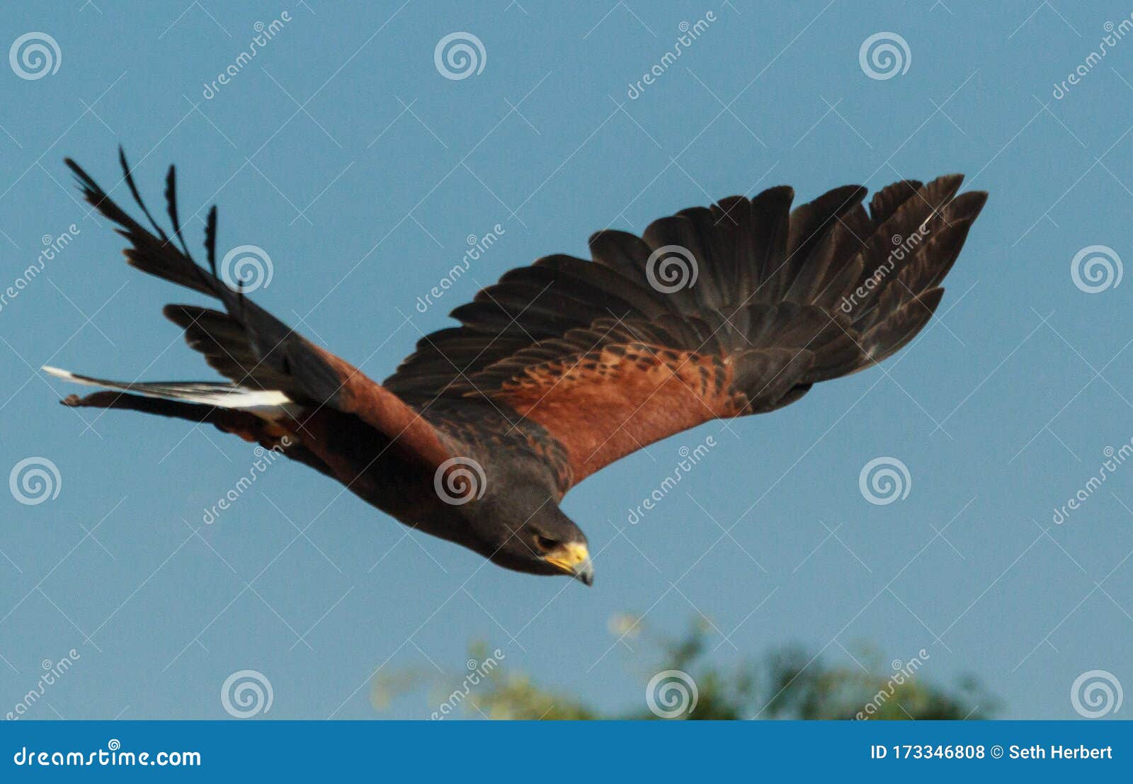 A Harris Hawk Swooping on ItÂ´s Prey. Stock Photo - Image of wings ...