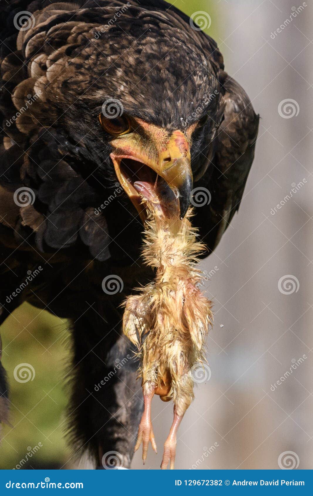 Harris Hawk eating stock photo. Image of hunters, falconry - 129672382