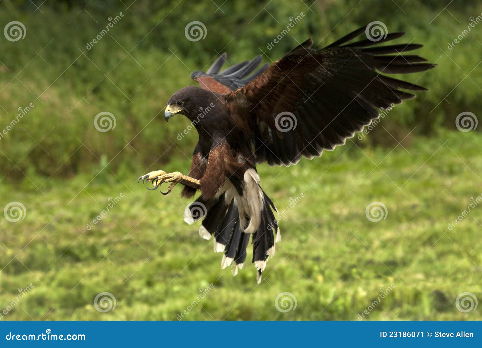 Harris Hawk - Ecuador - South America Stock Image - Image of prey ...