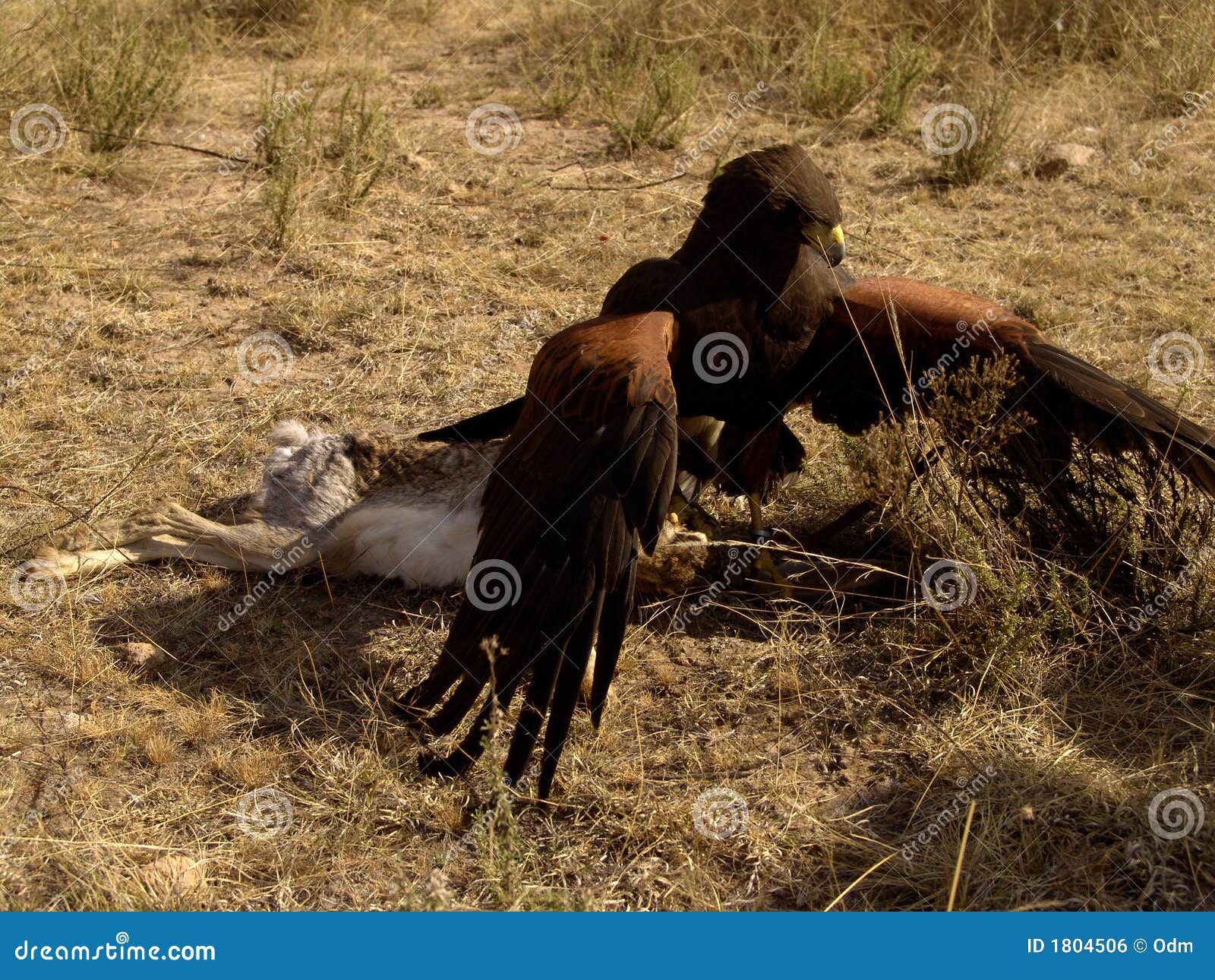 Harris Hawk Fighting Prey stock photo. Image of eagle - 1804506