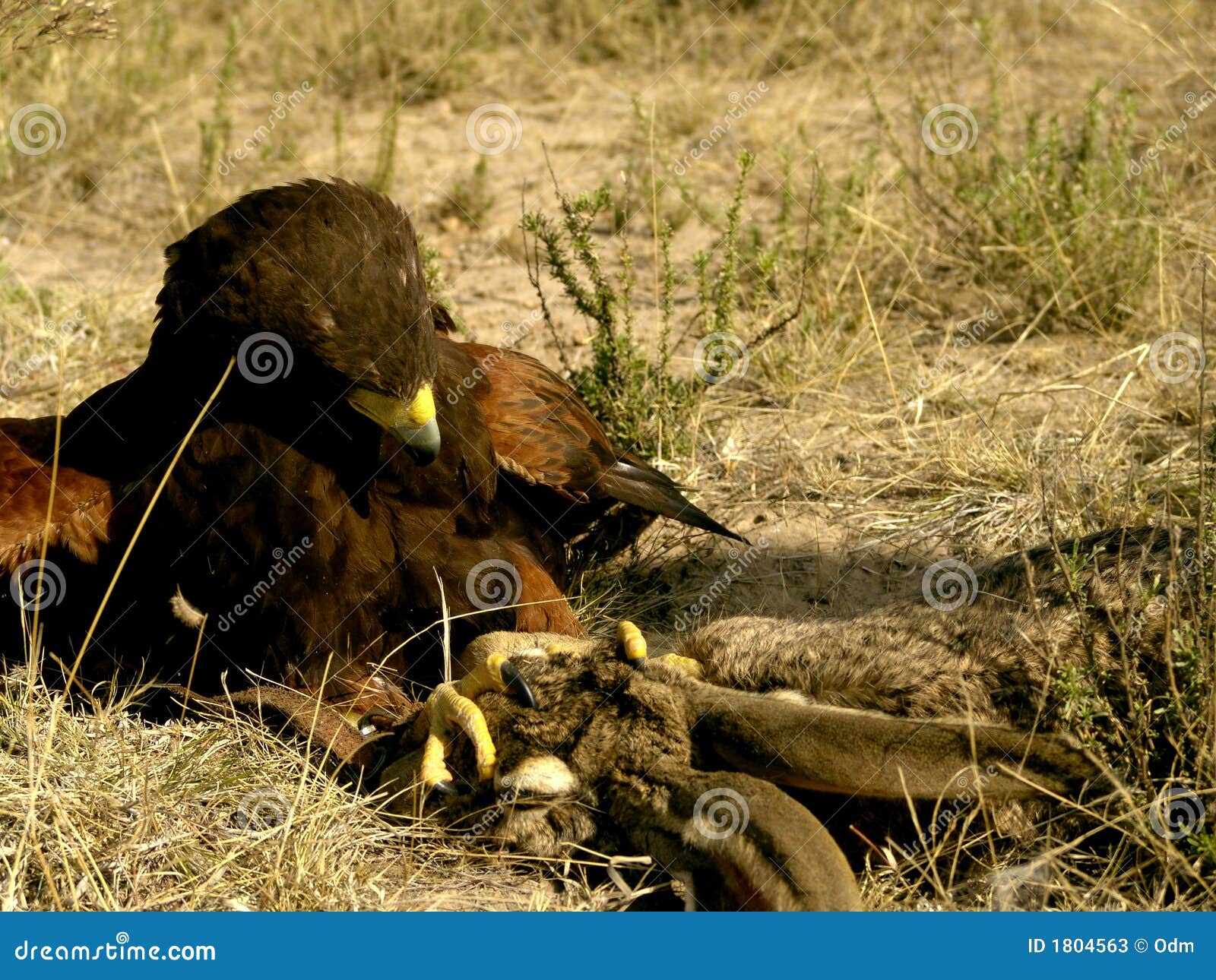 Harris Hawk Fighting Prey stock image. Image of hunt, buteo - 1804563