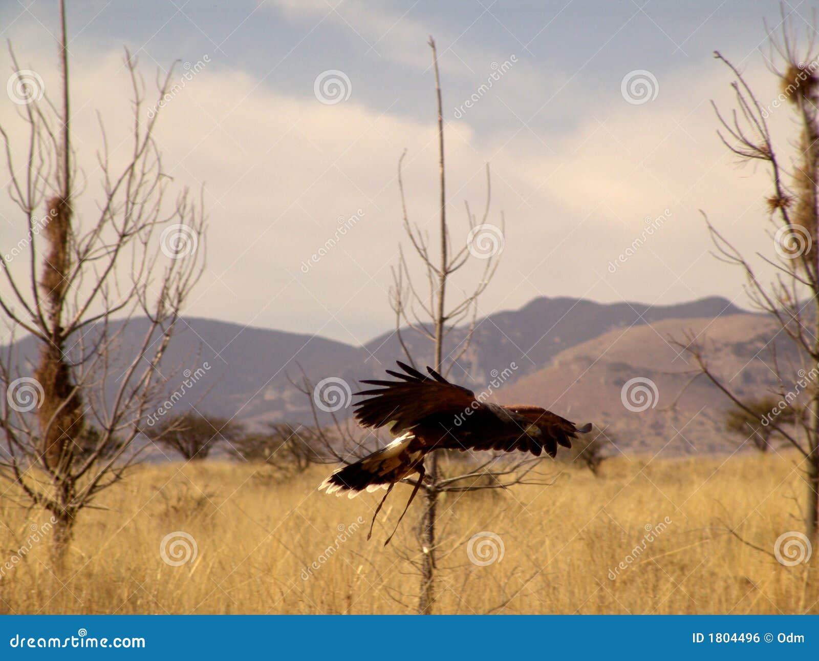 Harris Hawk Flaying stock photo. Image of cactus, national - 1804496