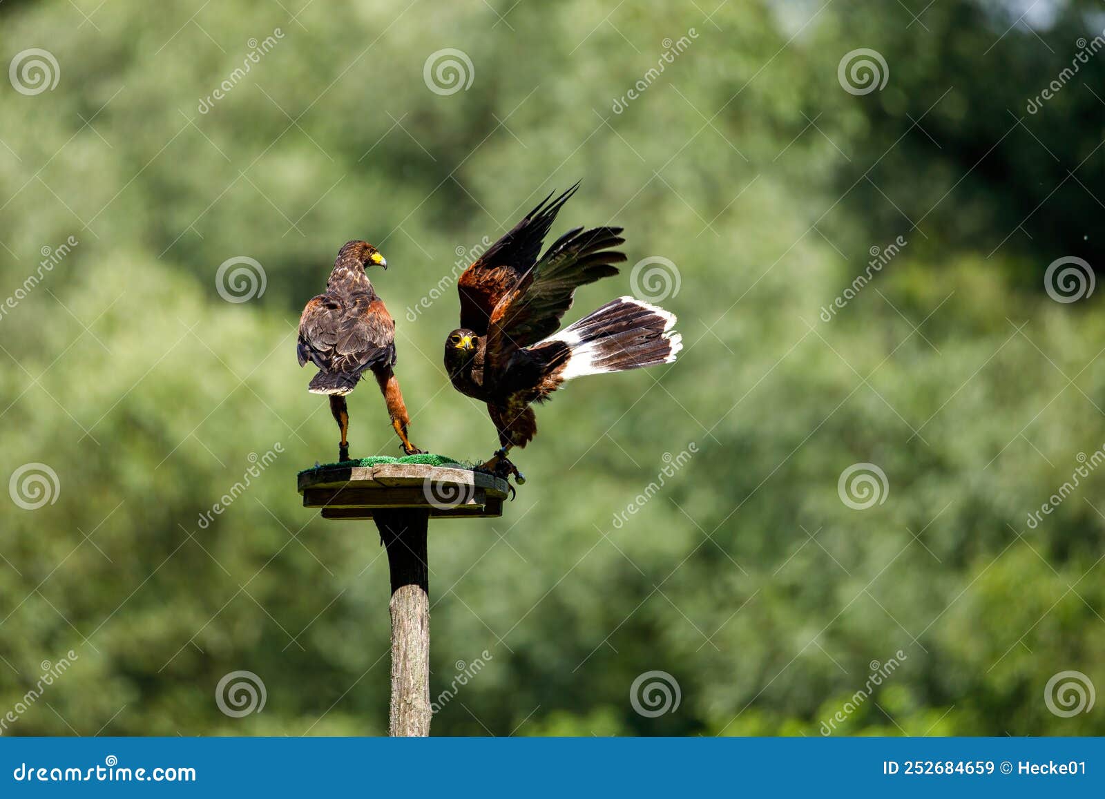 Harris hawk in flight stock image. Image of predator - 252684659