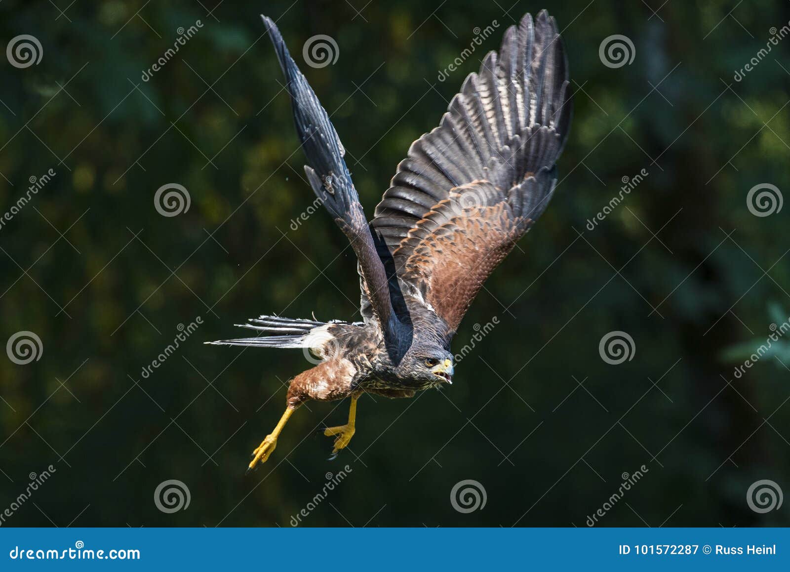 Harris Hawk in flight stock image. Image of unicinctus - 101572287