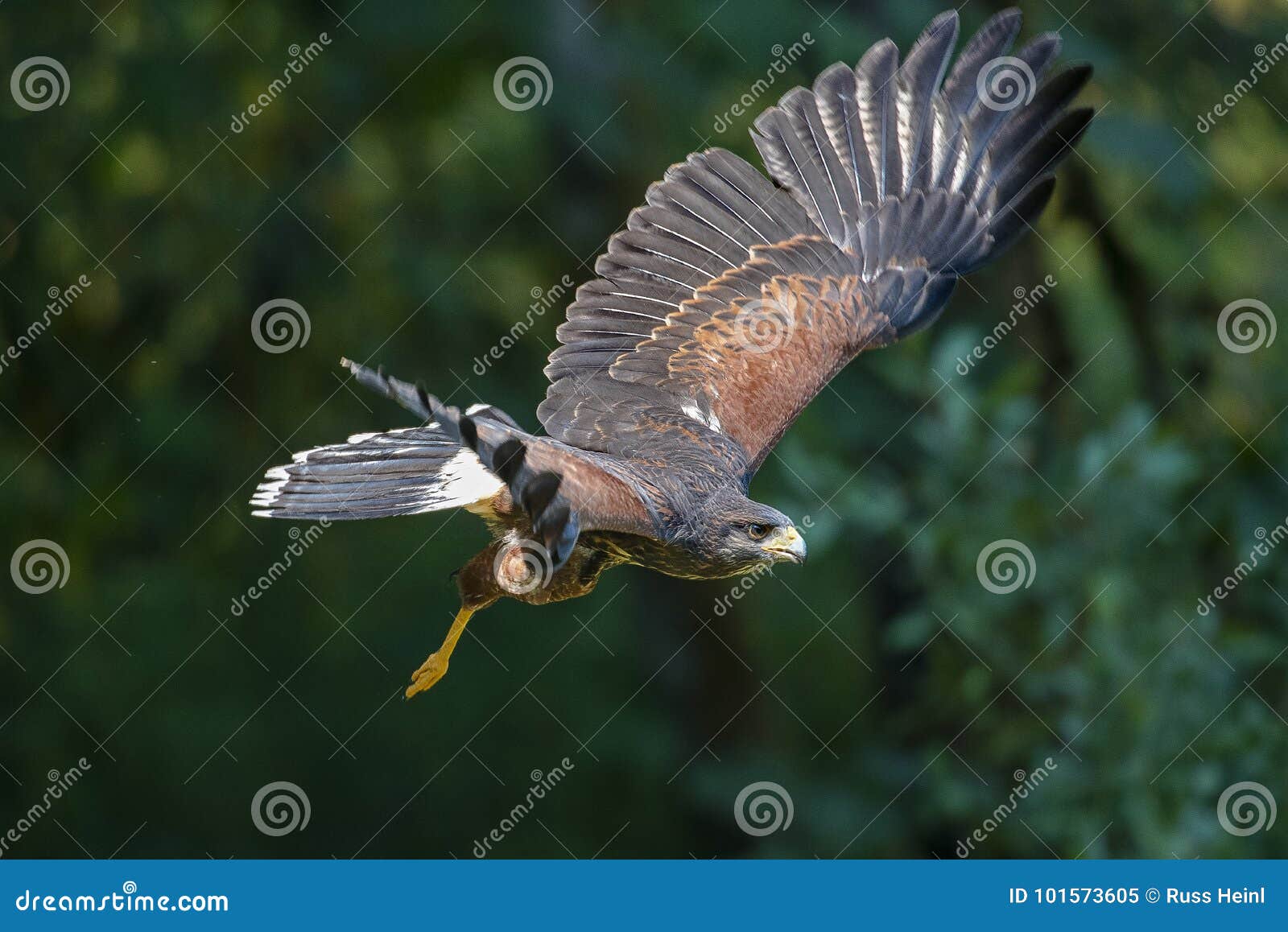 Harris Hawk in flight stock image. Image of birds, parabuteo - 101573605