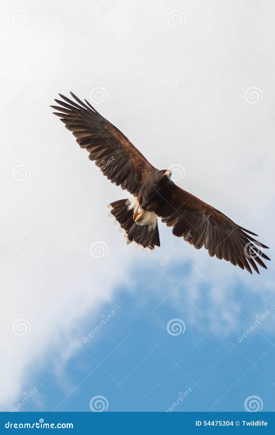 Harris Hawk in Flight stock photo. Image of bird, predator - 54475304