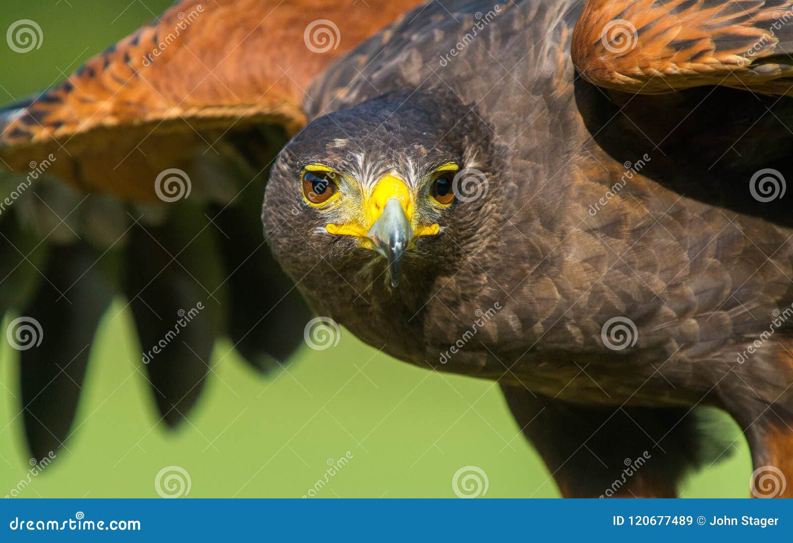 Majestic Raptor in flight stock image. Image of animals - 120677489