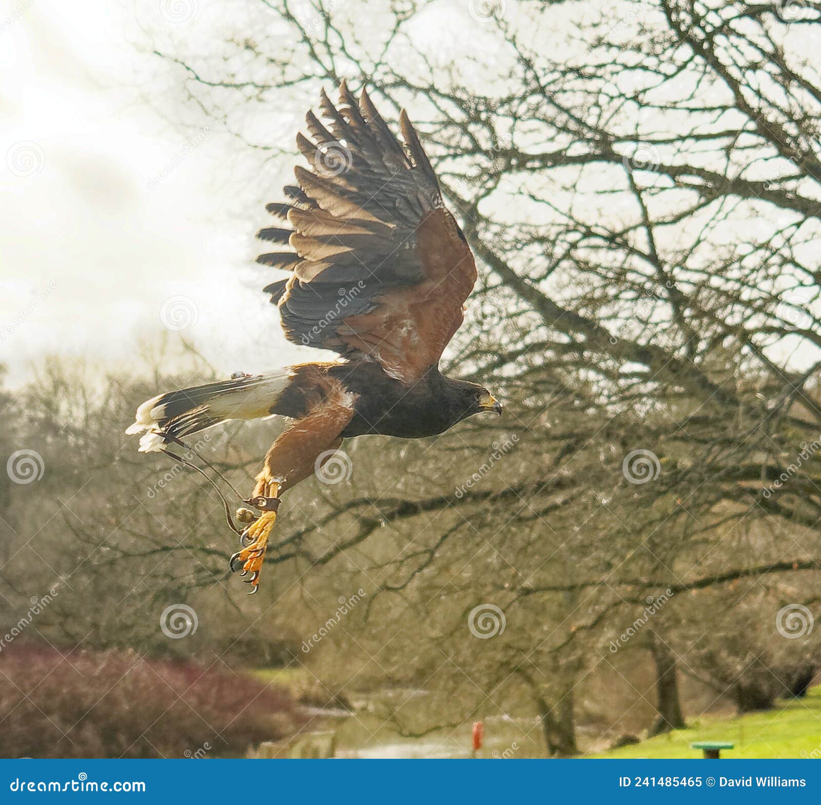 Harris`s Hawk, Bay-winged Hawk, A Medium-large Bird Of Prey. Hawking ...
