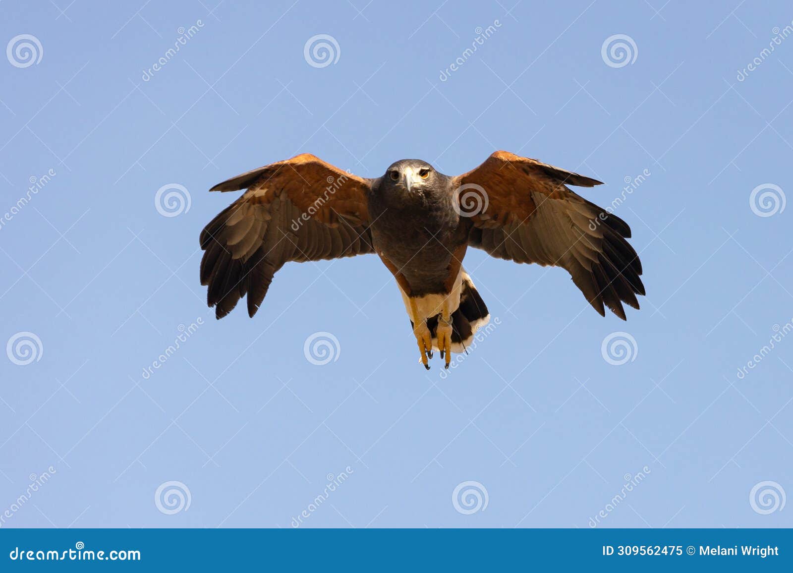 Harris Hawk in Flight with Wings on a Down Beat Stock Image - Image of ...