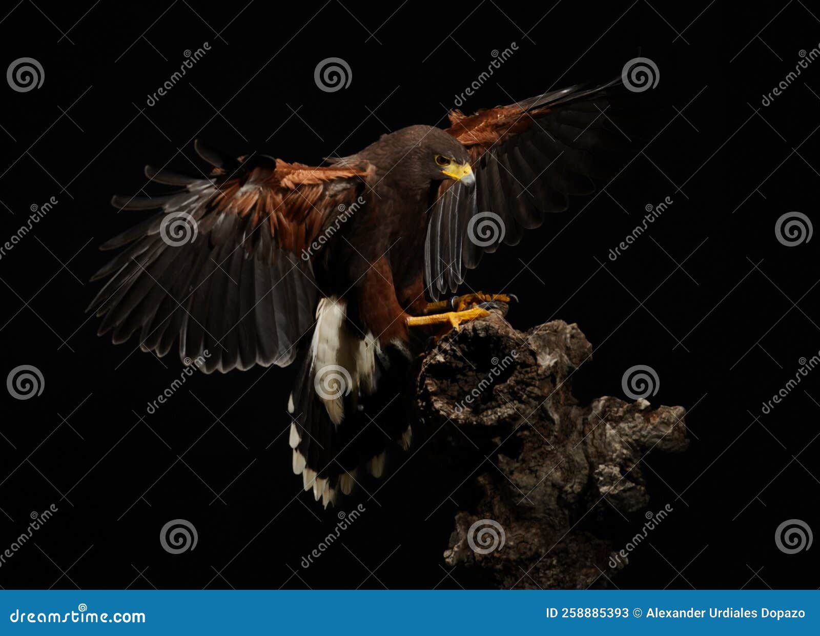 Harris Hawk Flying in a Black Background Stock Image - Image of ...
