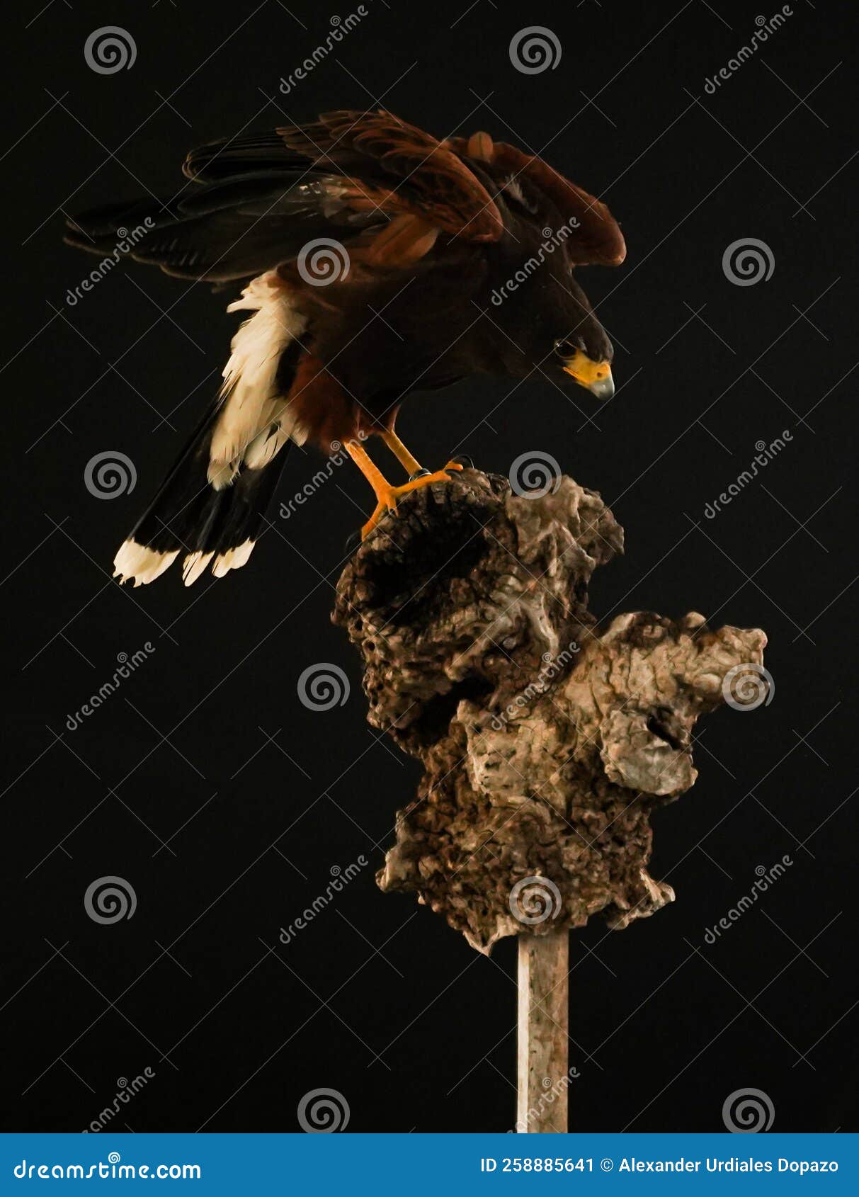 Harris Hawk Flying in a Black Background Stock Image - Image of landing ...