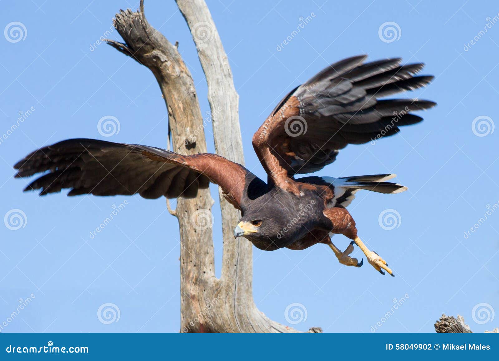 Harris Hawk Flying in Desert Stock Photo - Image of harris, falconry ...