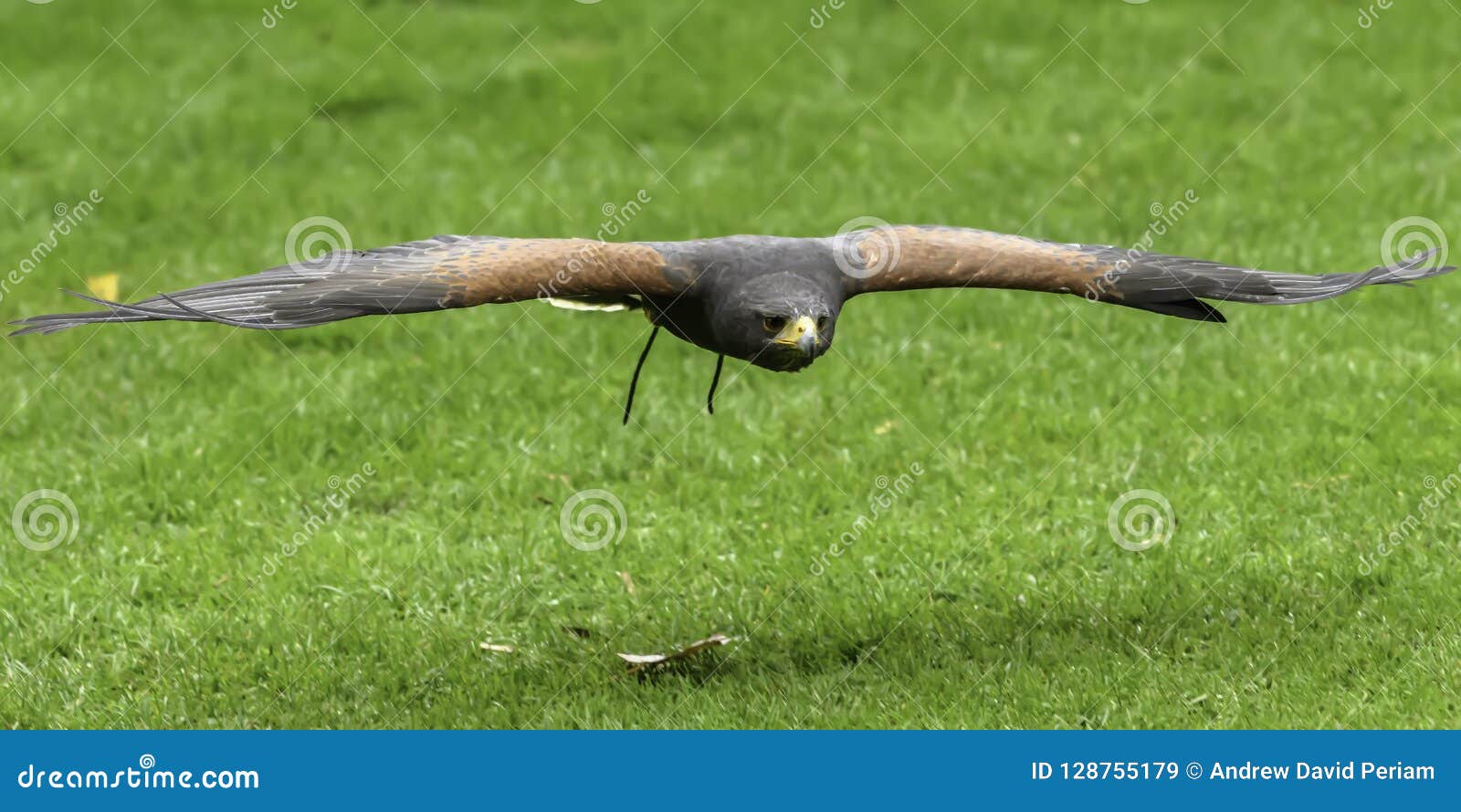 Harris Hawk flying stock image. Image of animal, falconry - 128755179
