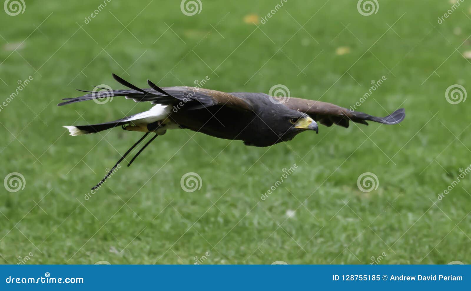 Harris Hawk flying stock image. Image of falcon, outdoors - 128755185