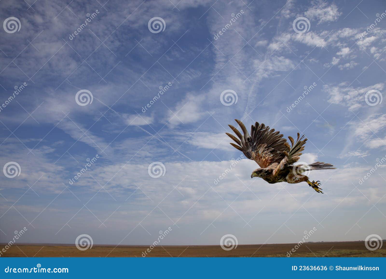 Harris Hawk Flying in Midair Just after Take Off Stock Photo - Image of ...