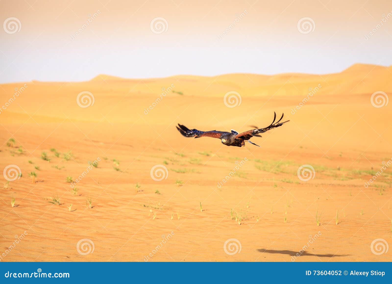 Harris Hawk stock photo. Image of conservation, nature - 73604052