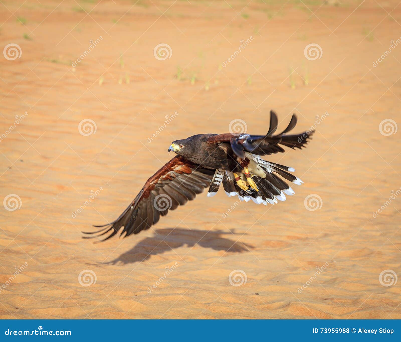 Harris Hawk stock photo. Image of nature, bird, wings - 73955988