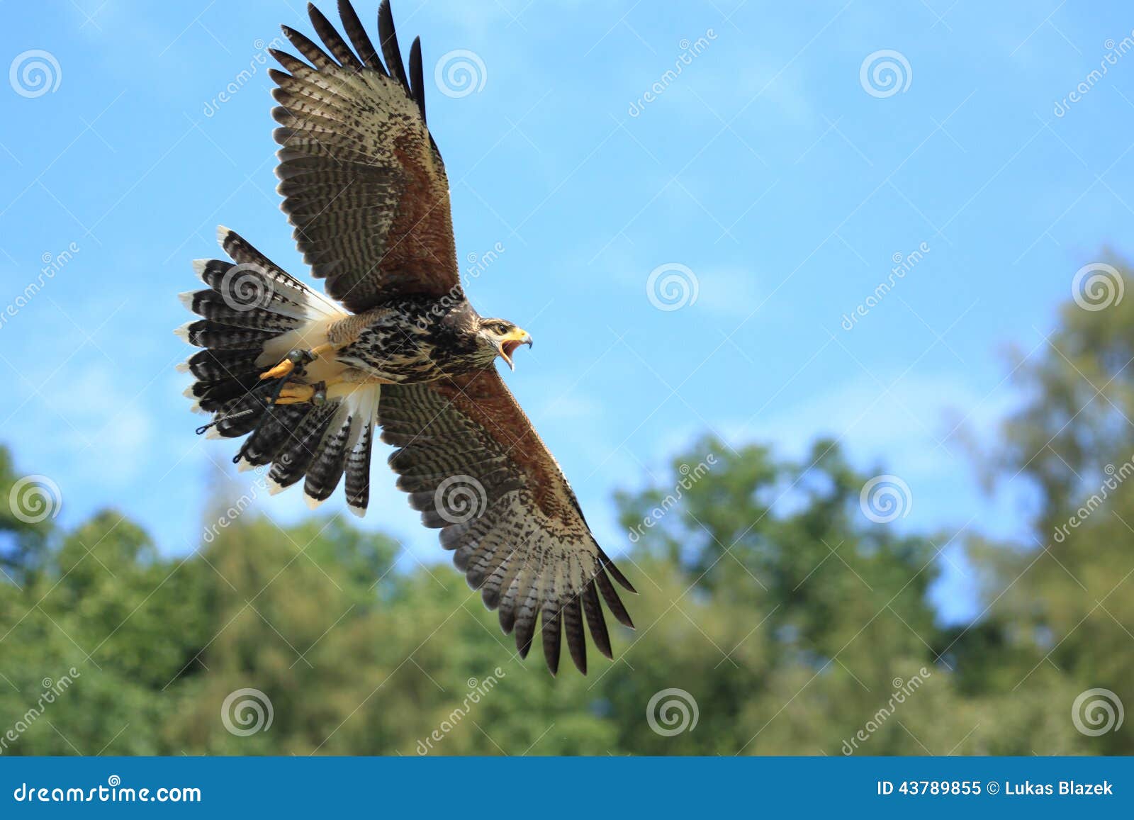 Harris hawk stock image. Image of hawk, harris, tree - 43789855