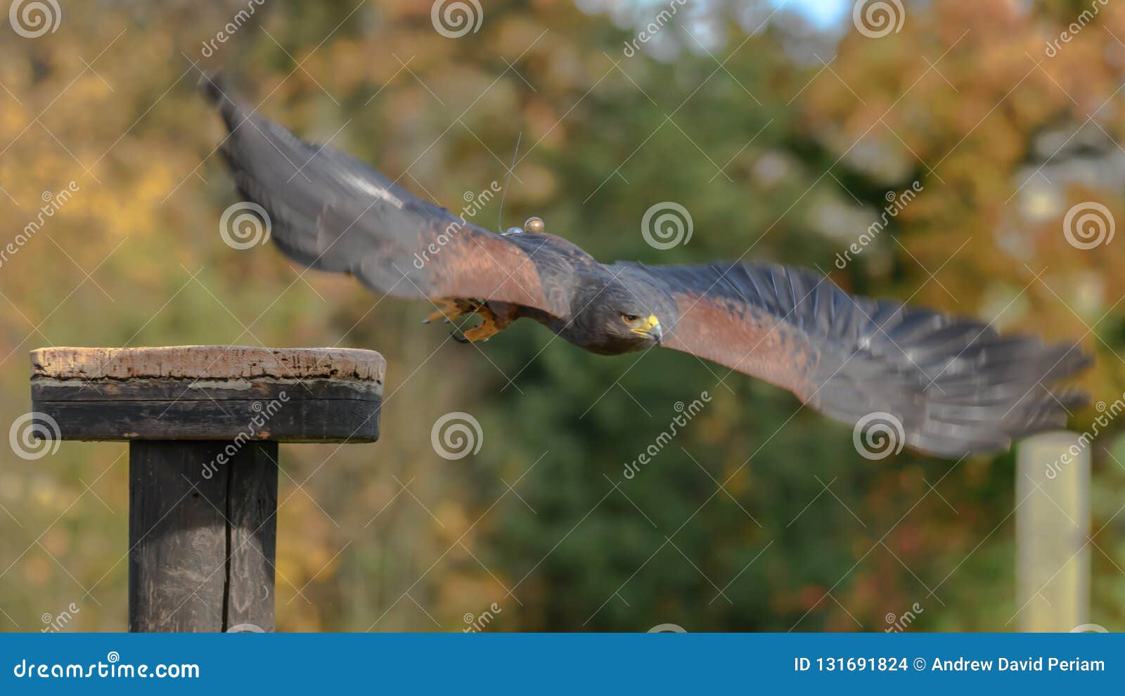 Harris Hawk Flying from a Perch Stock Photo - Image of carnivore ...