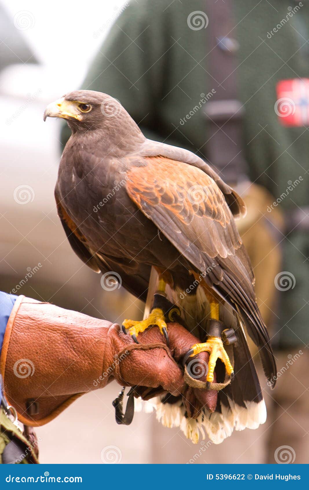 Harris Hawk on gauntlet stock photo. Image of leather - 5396622