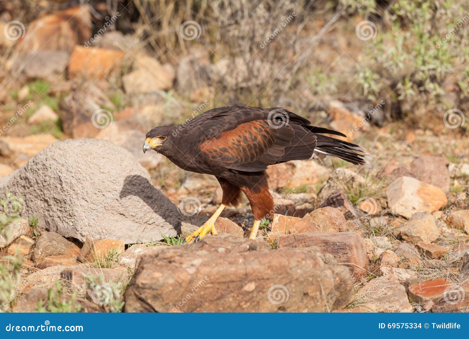 Harris Hawk on Ground stock photo. Image of harris, wild - 69575334