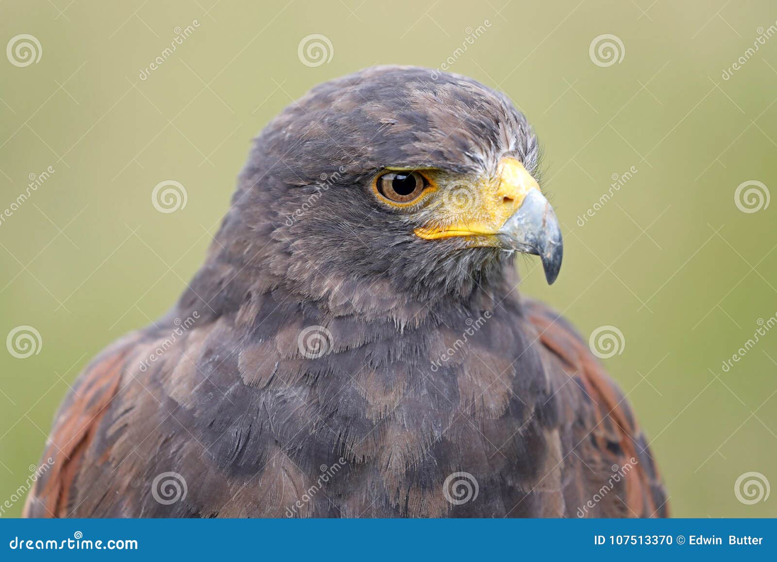 Harris hawk stock photo. Image of background, flying - 107513370