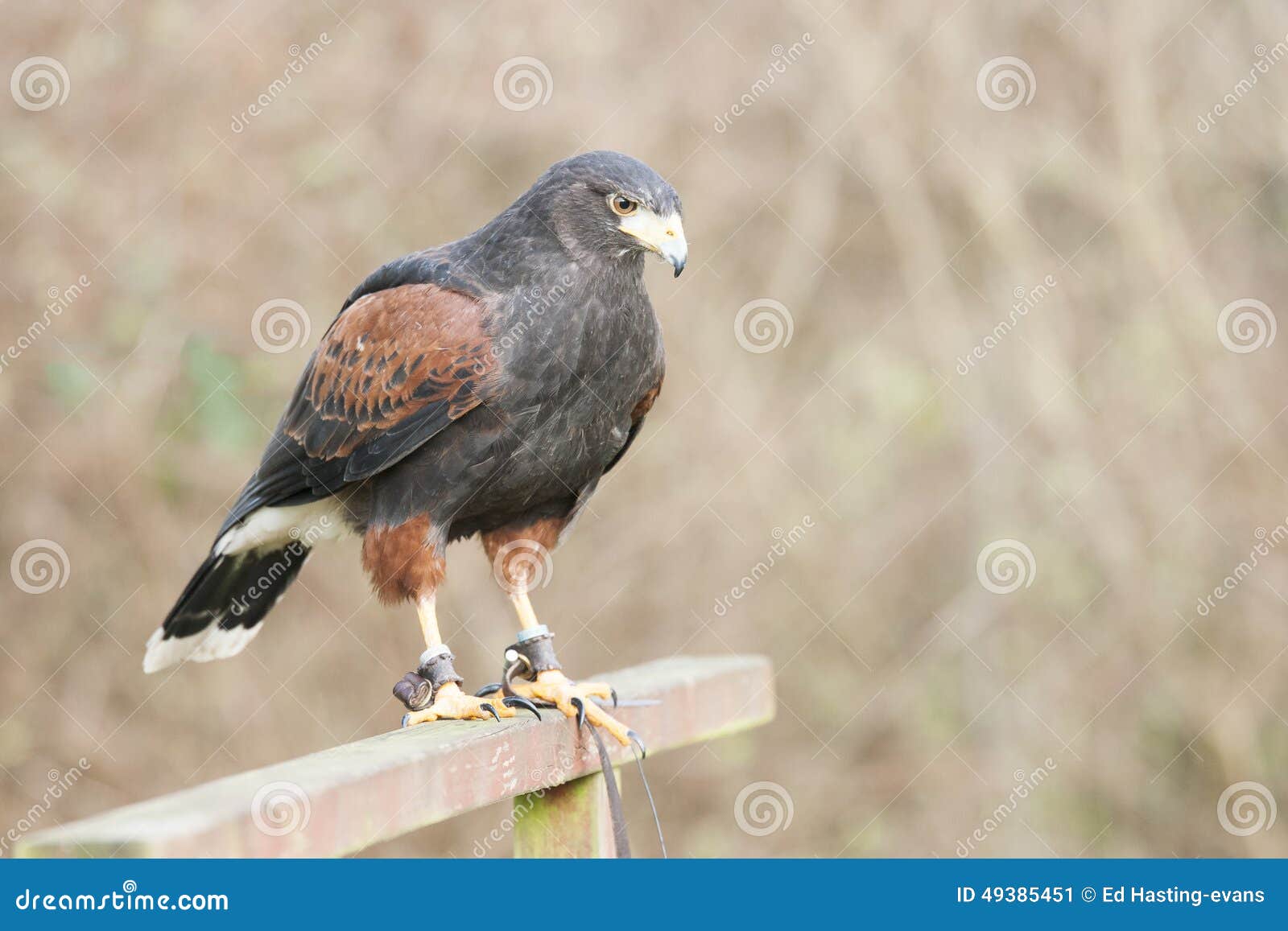 Harris hawk stock image. Image of flight, falcon, people - 49385451