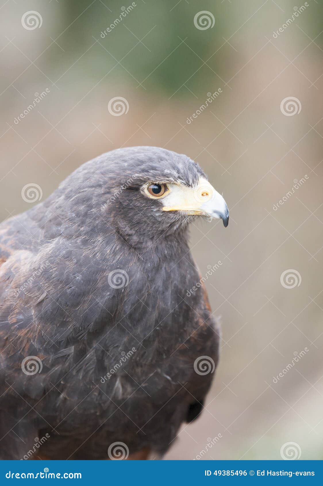 Harris hawk stock photo. Image of blue, people, animal - 49385496