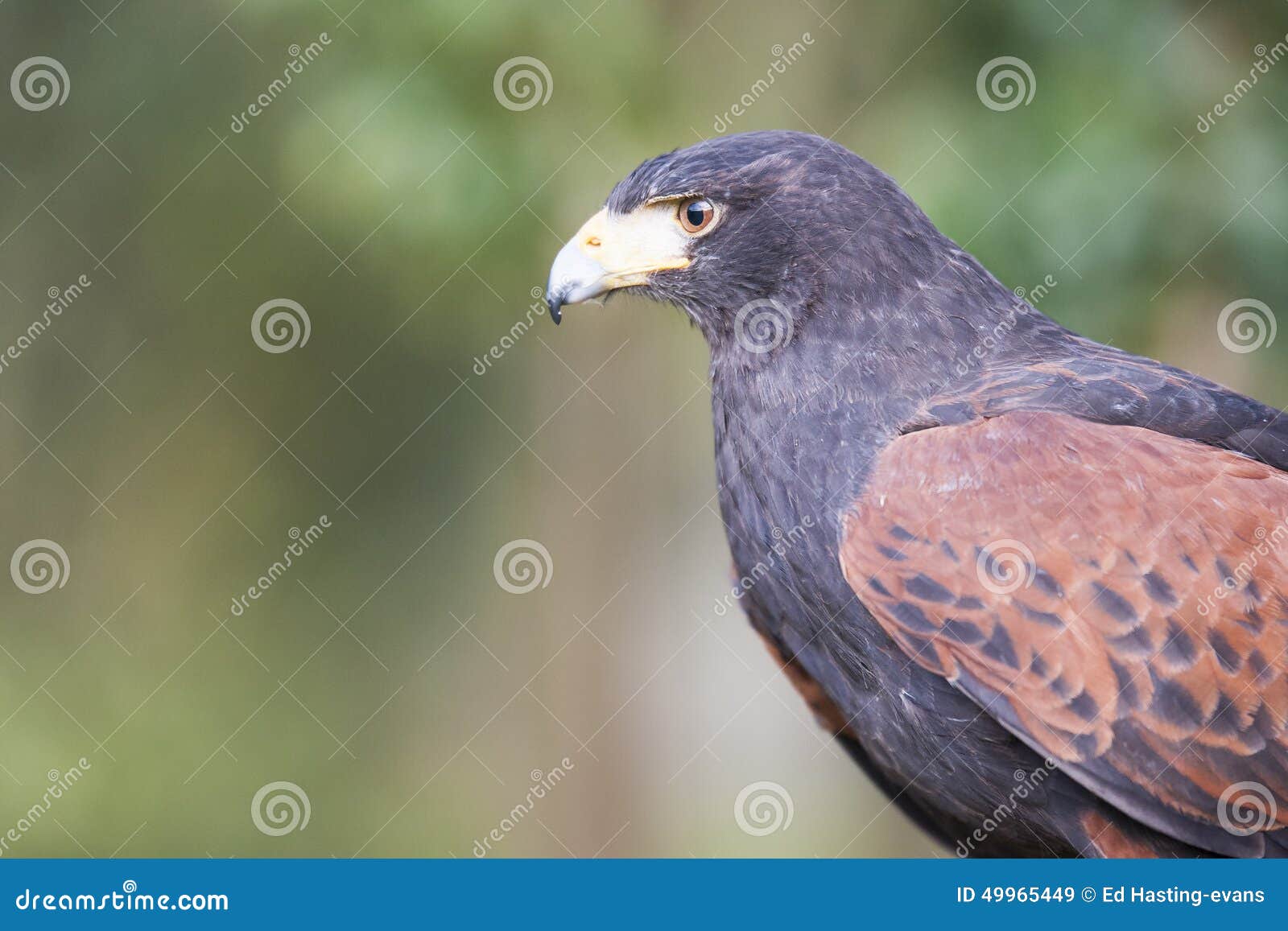 Harris hawk stock image. Image of animal, head, bird - 49965449