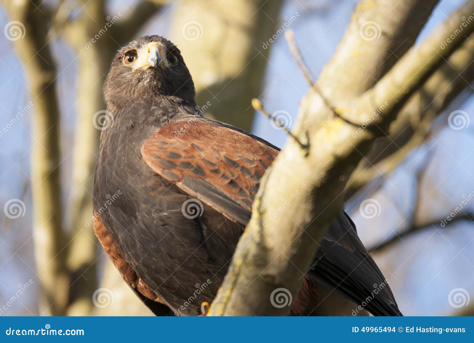 Harris hawk stock photo. Image of feather, eagle, falcon - 49965494