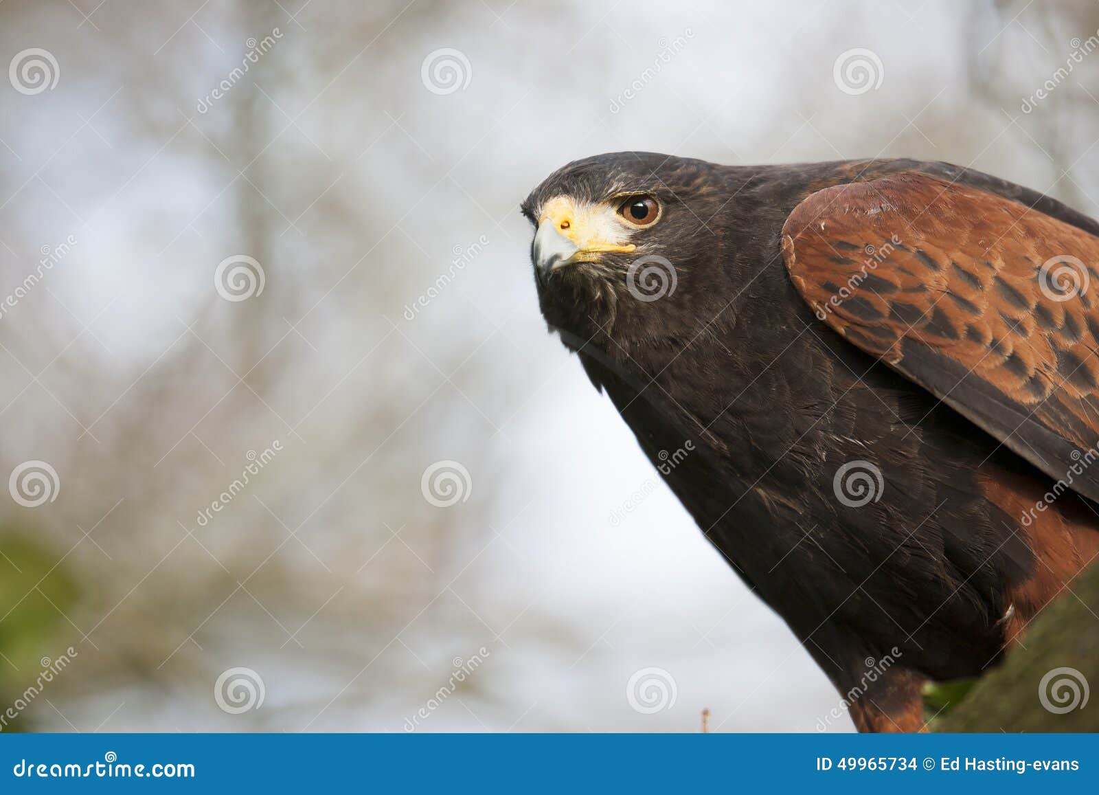Harris hawk stock photo. Image of animal, portrait, harris - 49965734