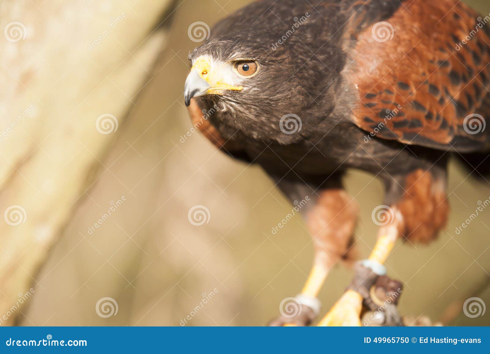 Harris hawk stock photo. Image of kestrel, flying, harris - 49965750