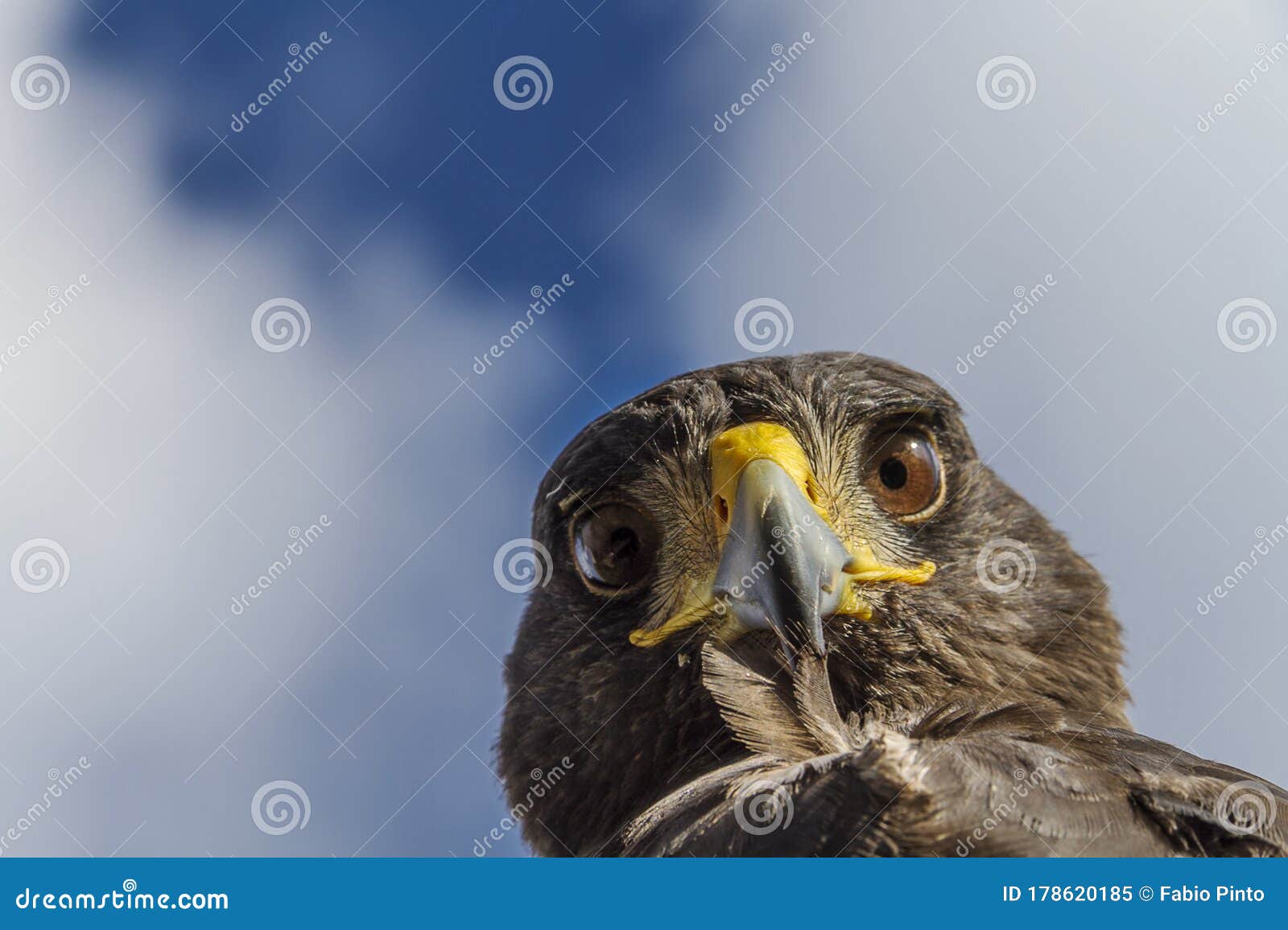 Harris hawk head stock image. Image of animal, head - 178620185