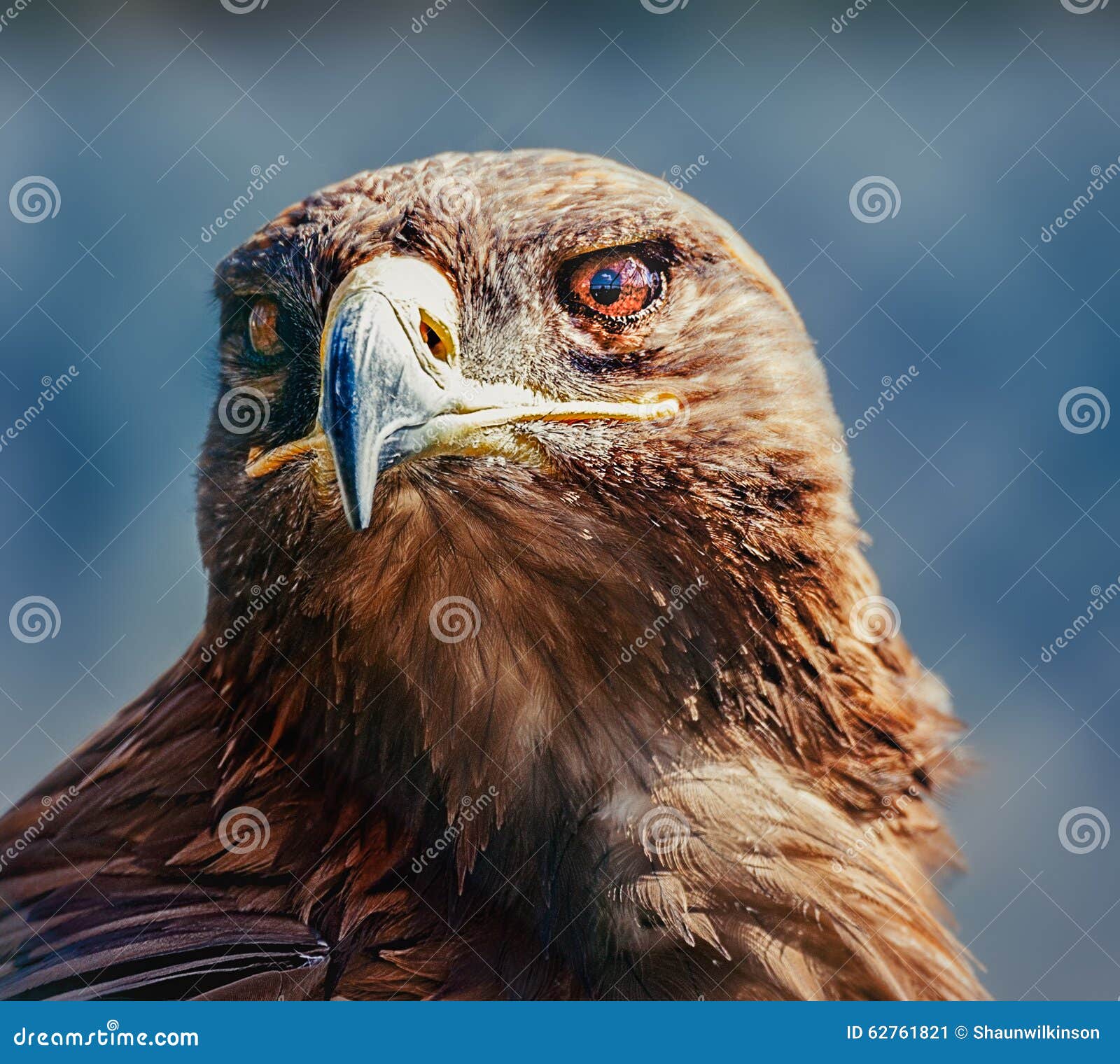 Harris Hawk stock image. Image of high, parabuteo, shot - 62761821