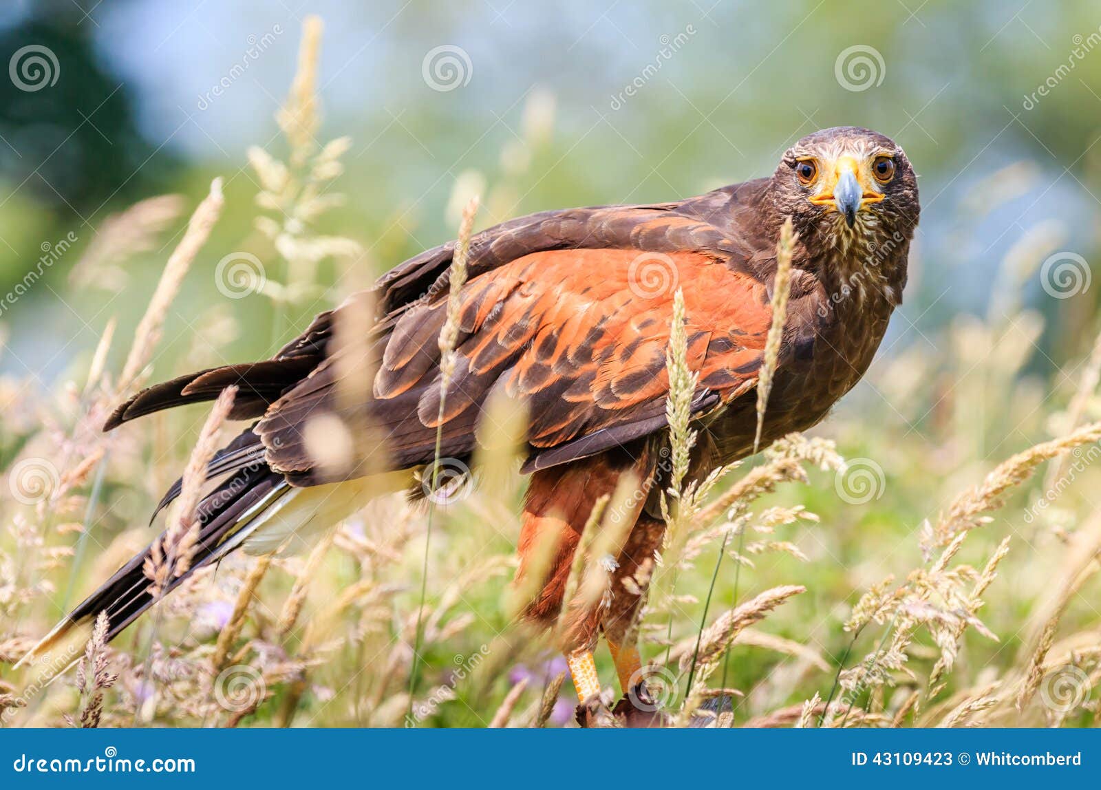 Harris Hawk stock image. Image of nature, horizontal - 43109423
