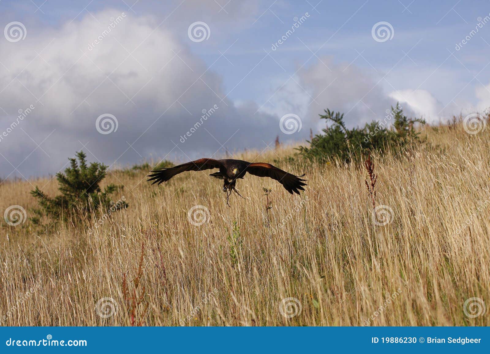Harris Hawk hunting stock photo. Image of chestnut, heathland - 19886230