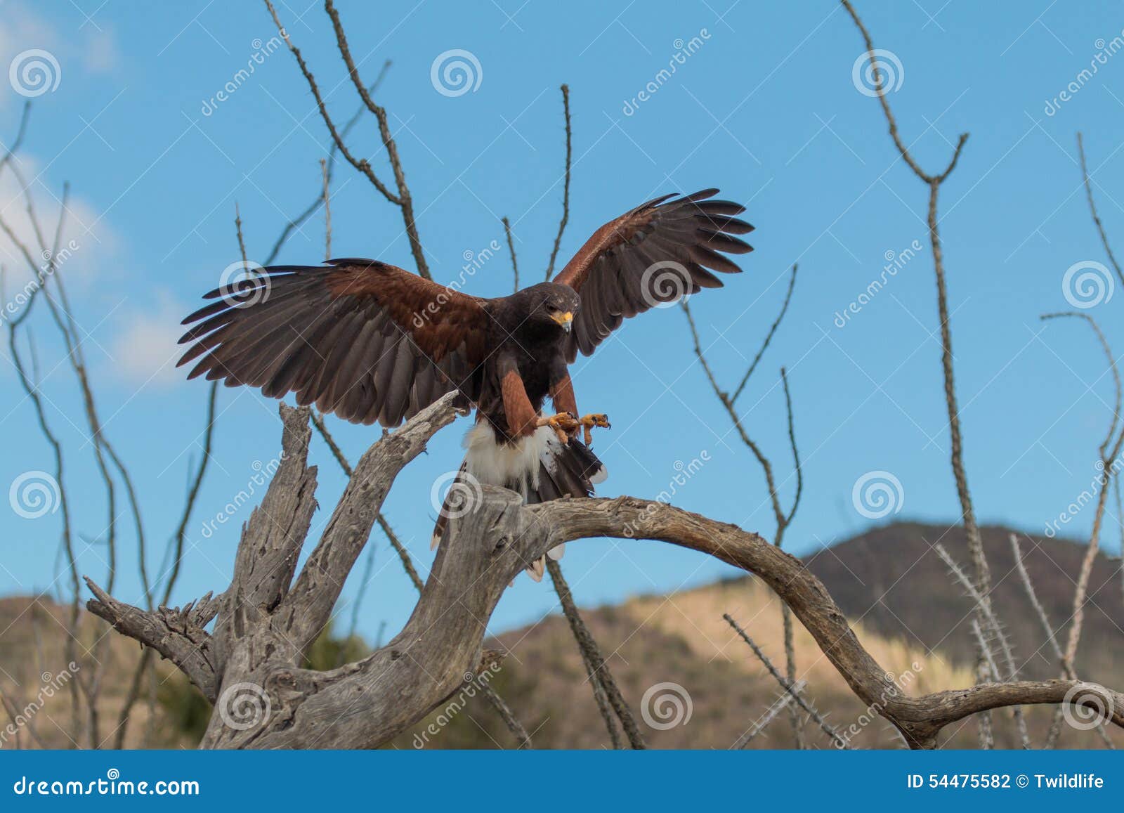 Harris Hawk Landing on a Branch Stock Photo - Image of desert, flight ...