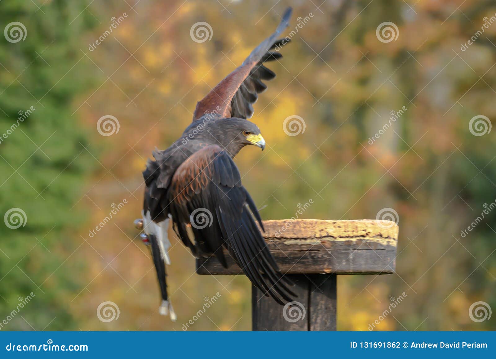 Harris Hawk Landing on a Perch Stock Photo - Image of hunter, majestic ...