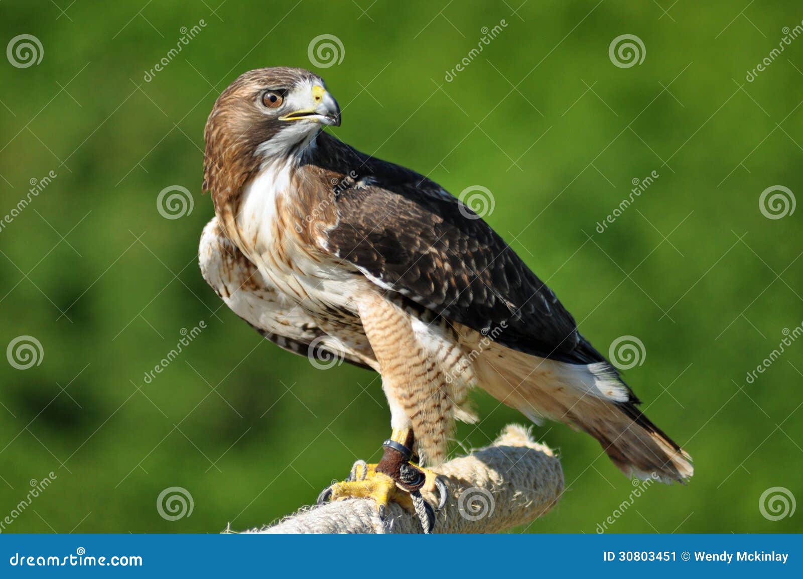 Harris Hawk Looking Over Shoulder Stock Image - Image of wildlife ...