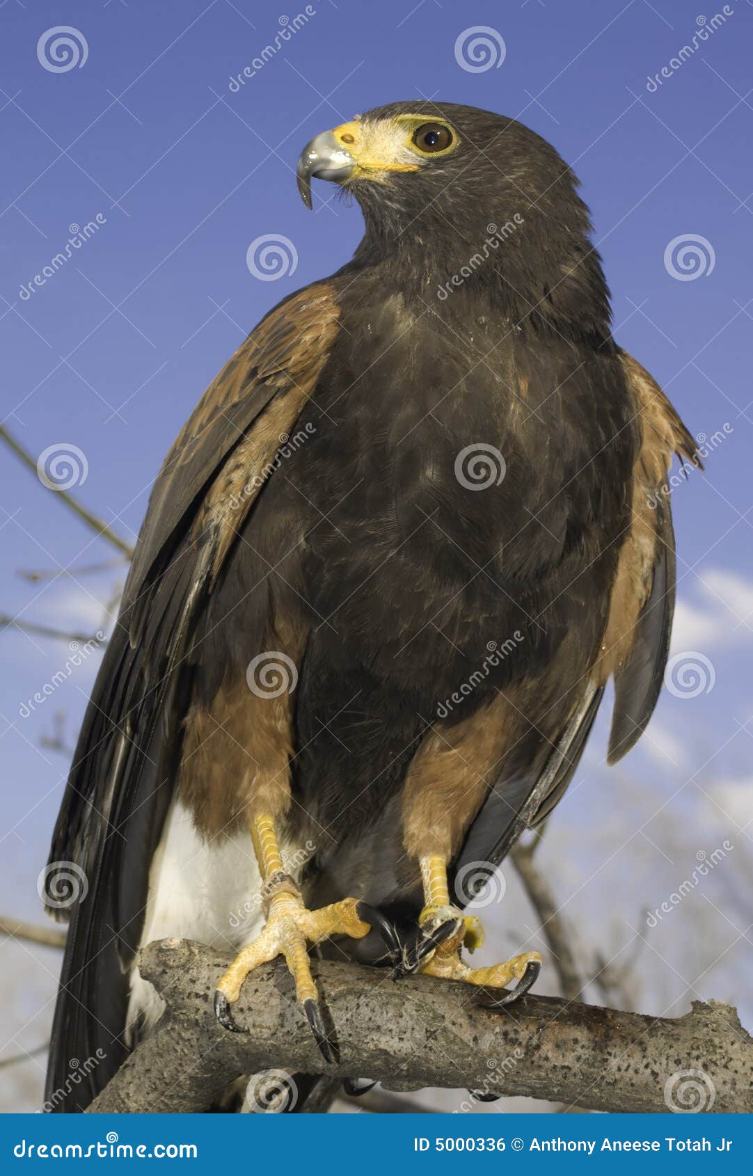 Harris Hawk (male) stock photo. Image of nature, brown - 5000336