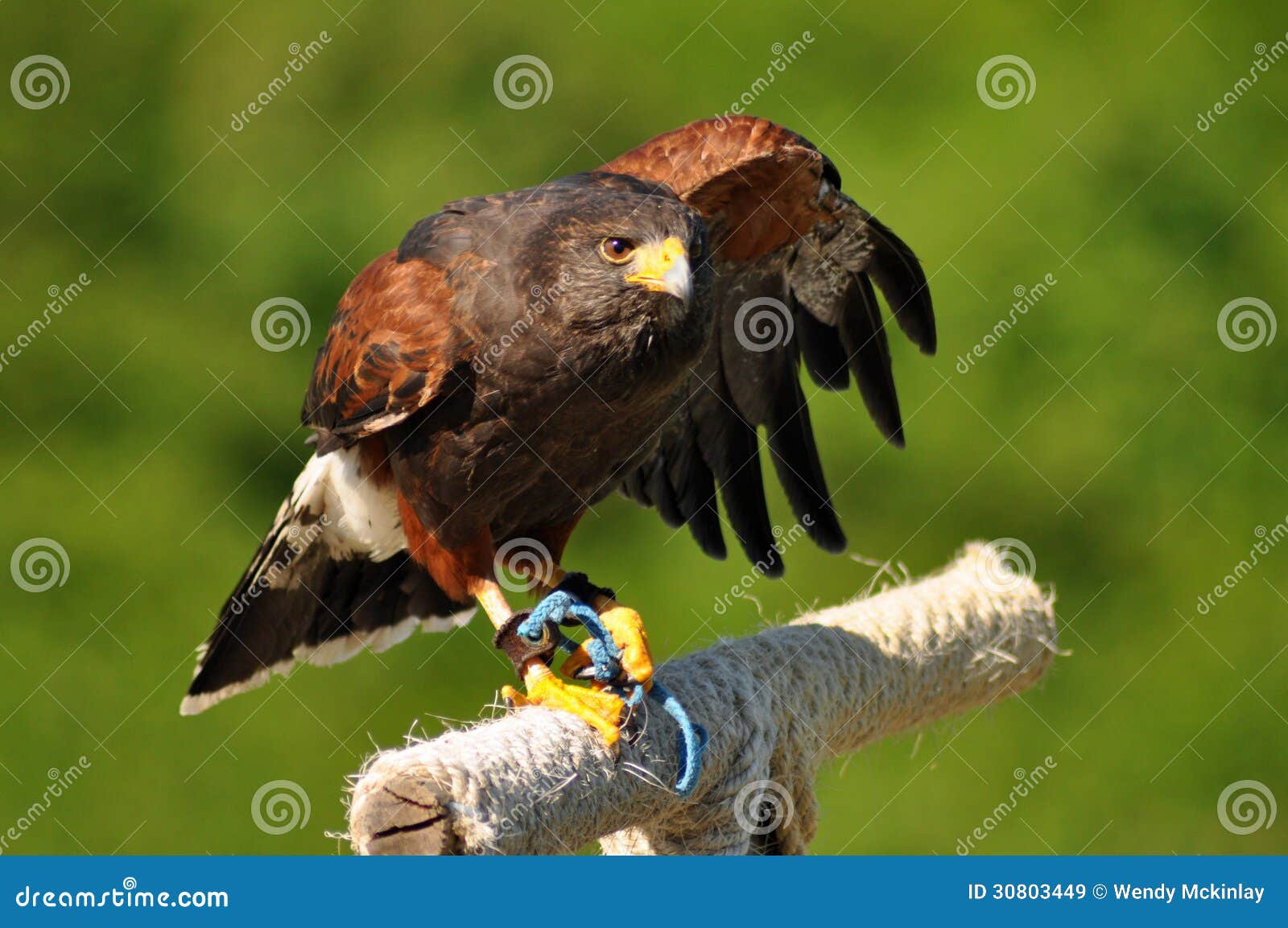 Harris Hawk on Perch stock image. Image of predatory - 30803449