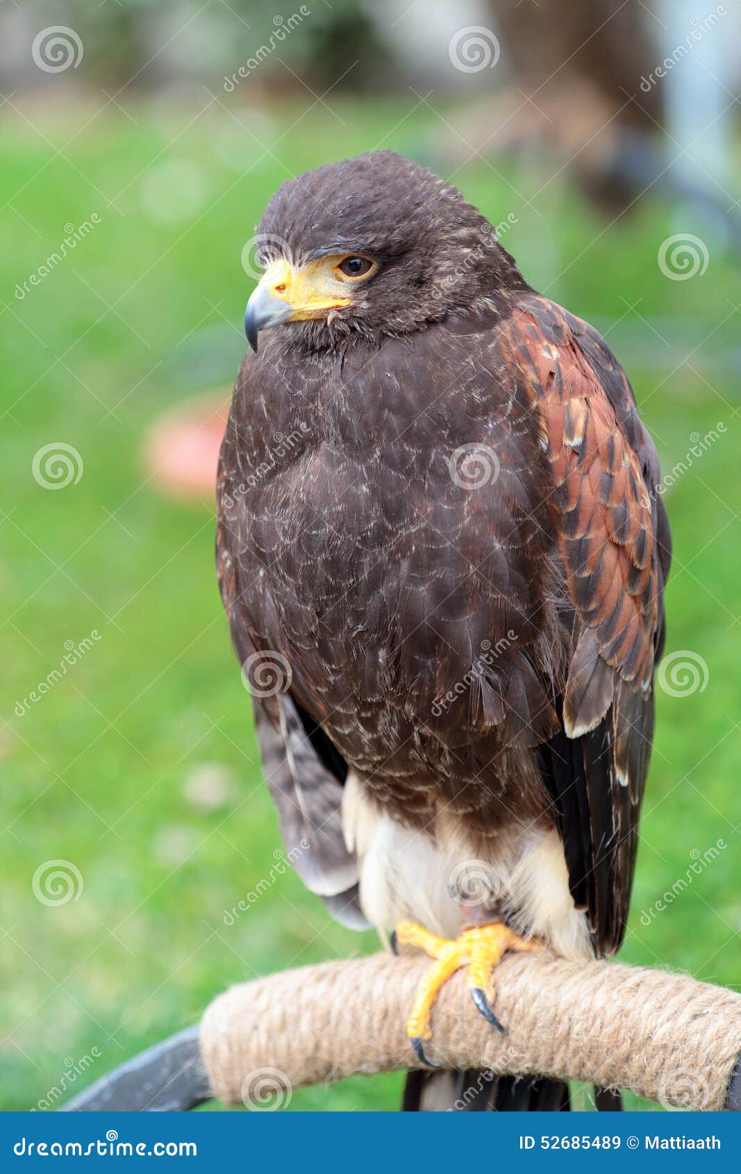 Harris hawk on a perch stock image. Image of roost, buzzard - 52685489