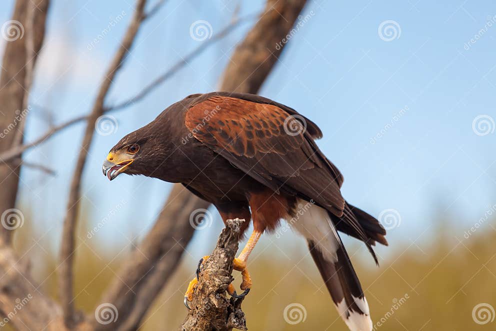 Harris Hawk stock photo. Image of predator, wildlife - 54475280