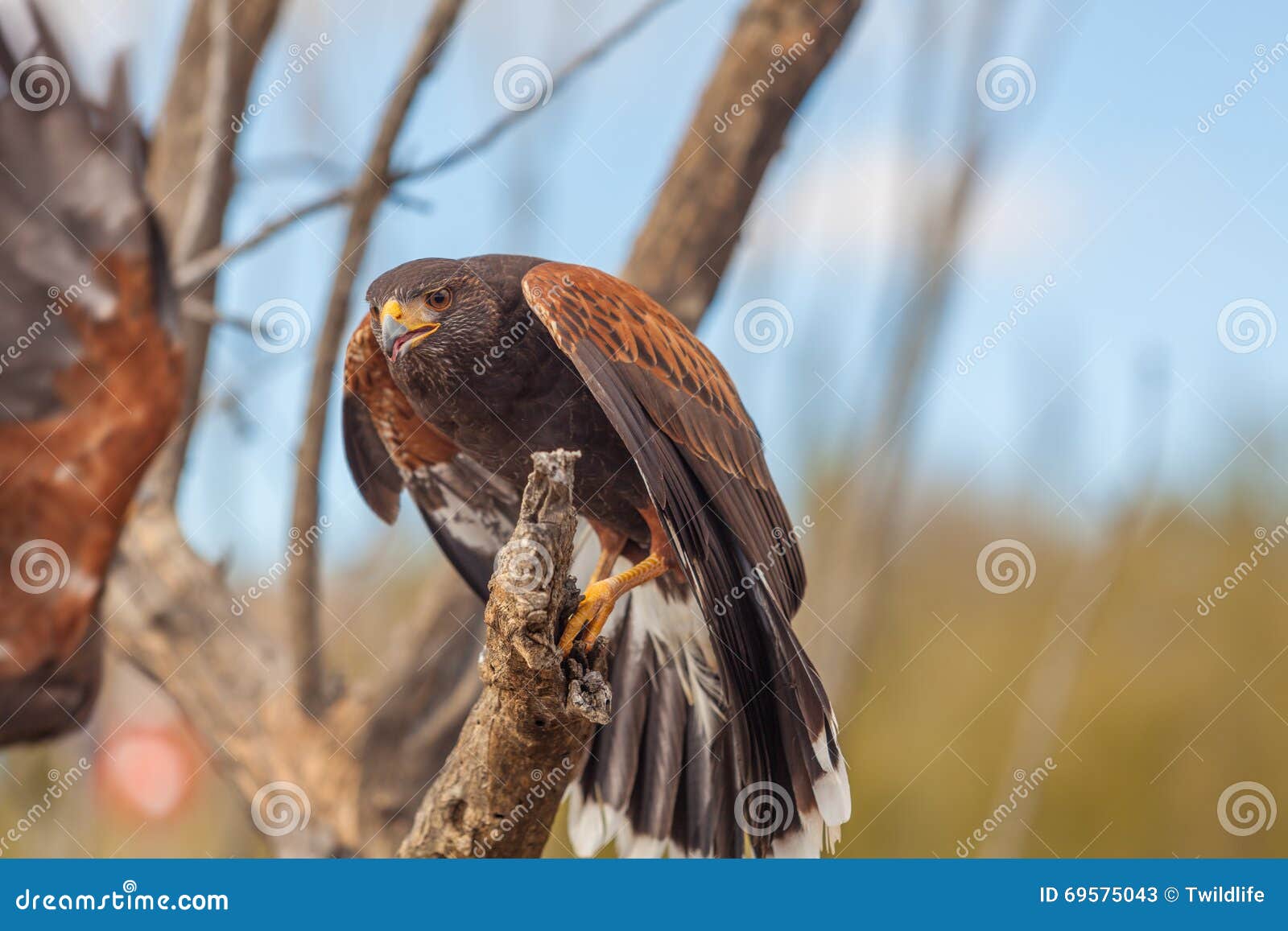 Harris Hawk stock image. Image of desert, arizona, avian - 69575043