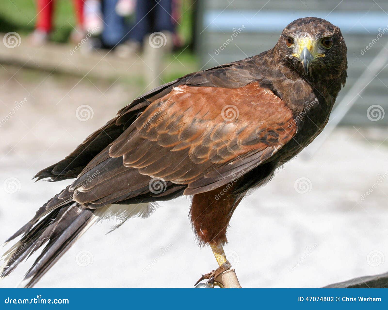 A Harris Hawk Perched at a Falconery Display in the UK Stock Photo ...