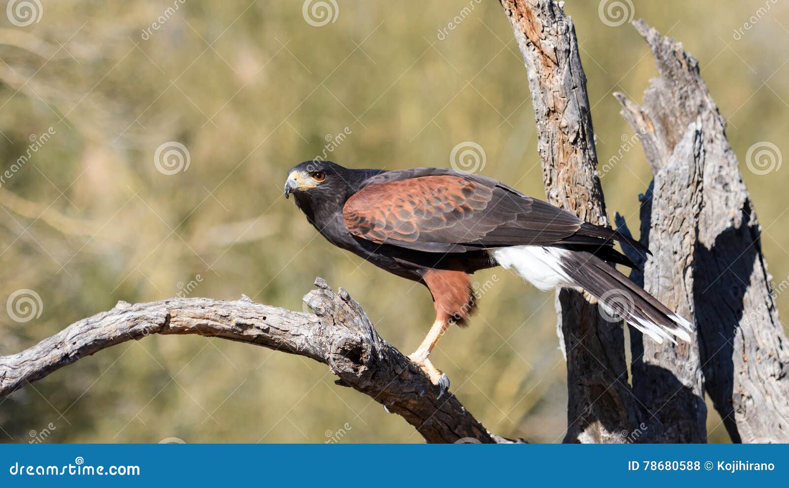 Harris Hawk stock photo. Image of persistence, talon - 78680588